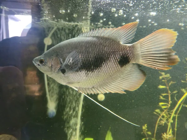 Red Tail Giant Gourami - Fish2U