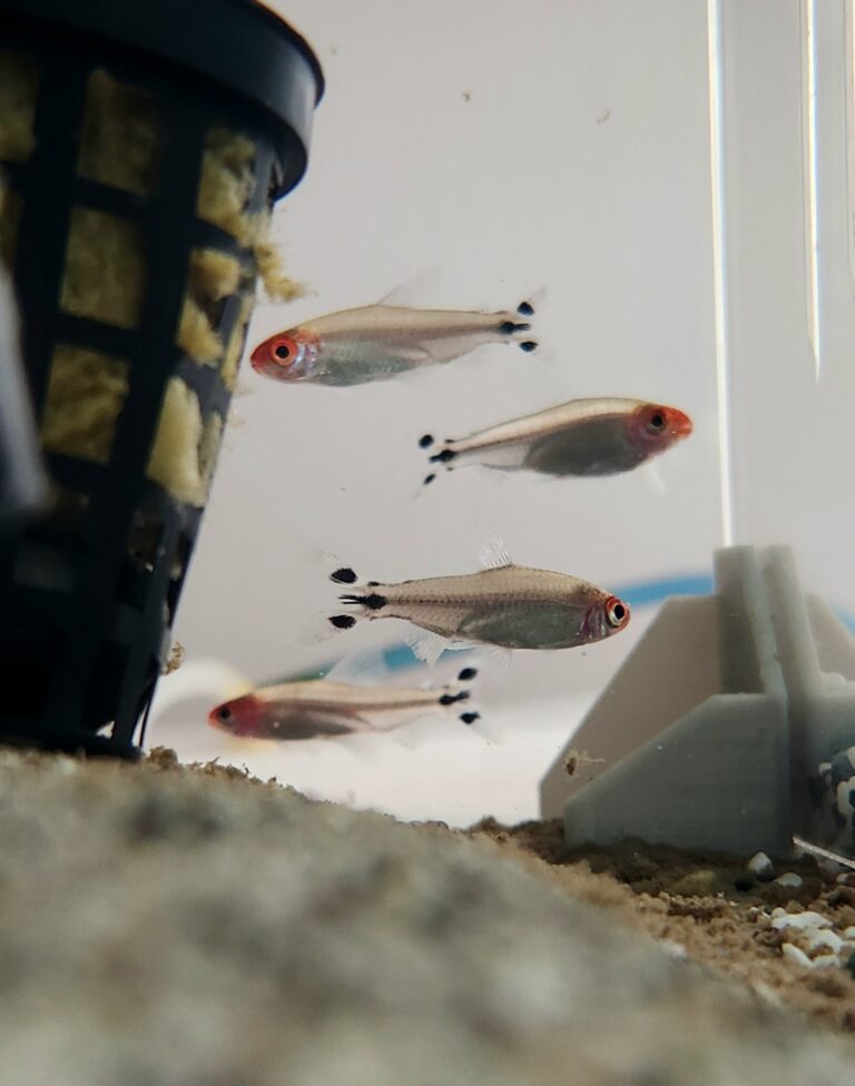 Rummy Nose Tetra – Fish2U