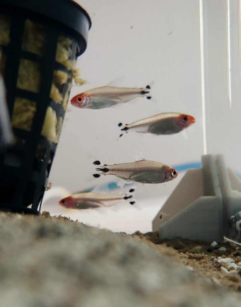 Rummy Nose Tetra – Fish2U
